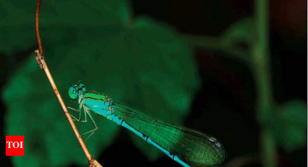 Snap Dragon: Discover this group of dragonfly enthusiasts | Chennai ...