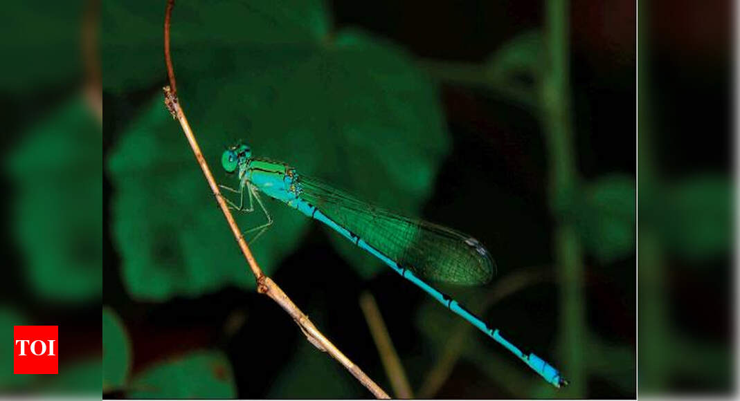 Snap Dragon: Discover this group of dragonfly enthusiasts | Chennai ...