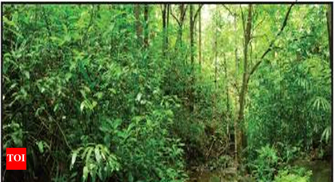 Forest department sows 25,000 fruit trees in north Goa sanctuaries ...