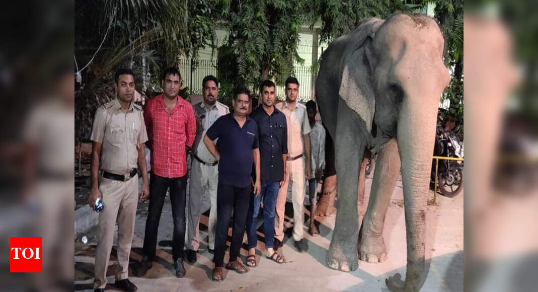 Delhi: Missing elephant, Laxmi, found after two months; mahout detained ...