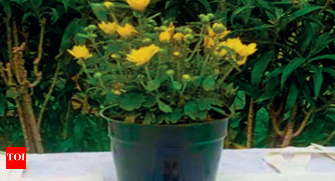 Celebrate this pooja holidays by gifting a flowering plant | Chennai ...