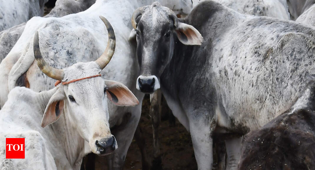 Punjab government starts cow adoption programme in gaushala for people ...