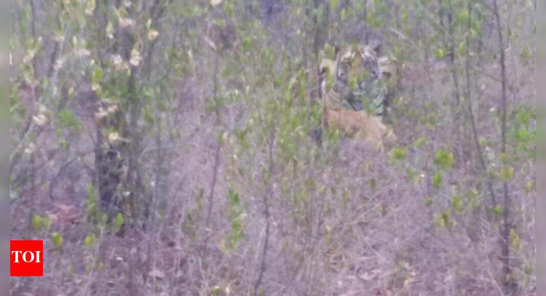 Kalmeshwar tiger heading back to its original habitat | Nagpur News ...