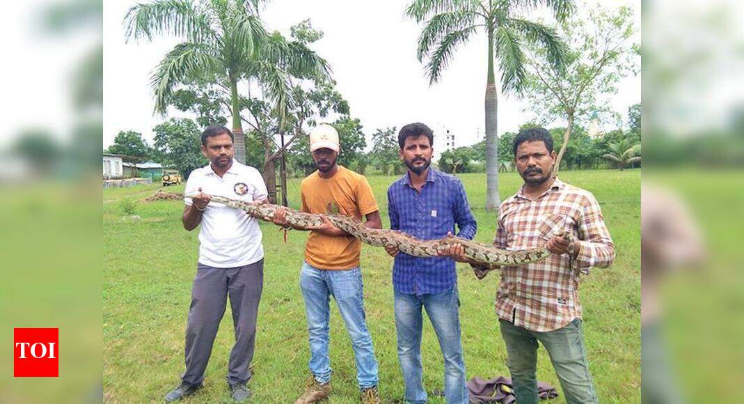 10-foot python rescued from farmhouse | Vadodara News - Times of India
