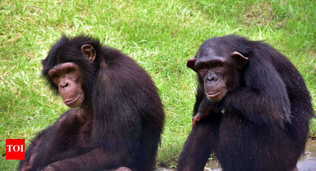 In a first, ED attaches chimpanzees, marmosets under PMLA | India News ...