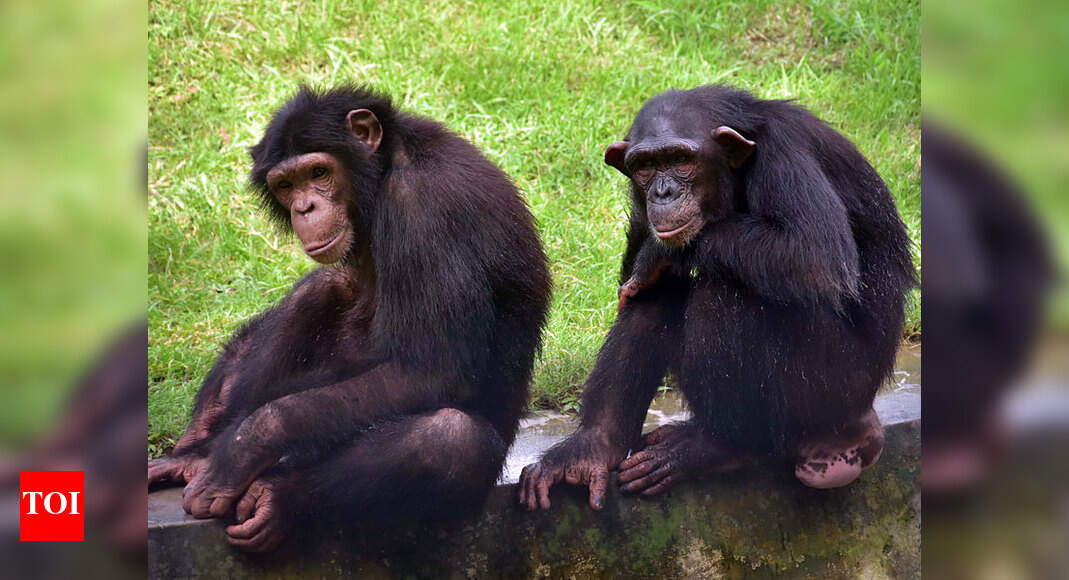 In a first, ED attaches chimpanzees, marmosets under PMLA | India News ...