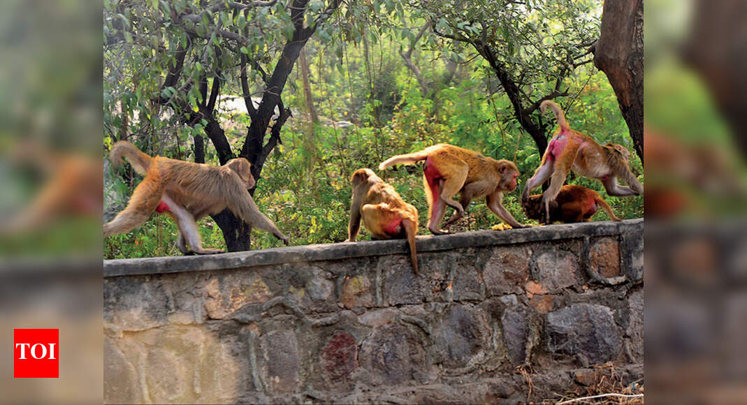 Census to rein in Delhi’s monkey problem soon | Delhi News - Times of India