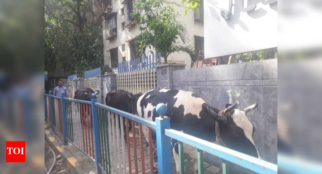 cows on road - Times of India