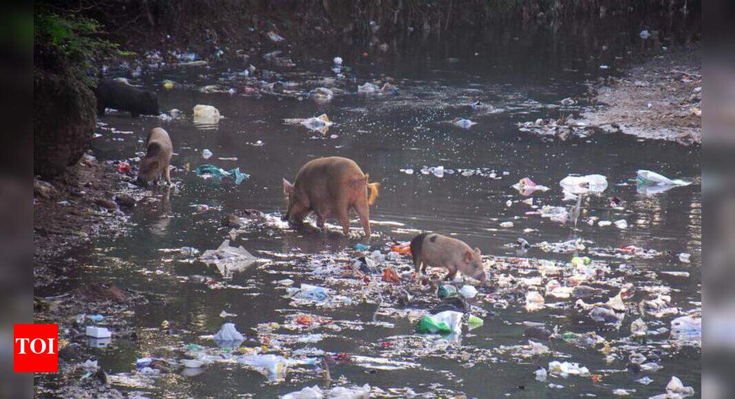 GVMC struggles to contain pig menace in residential areas ...