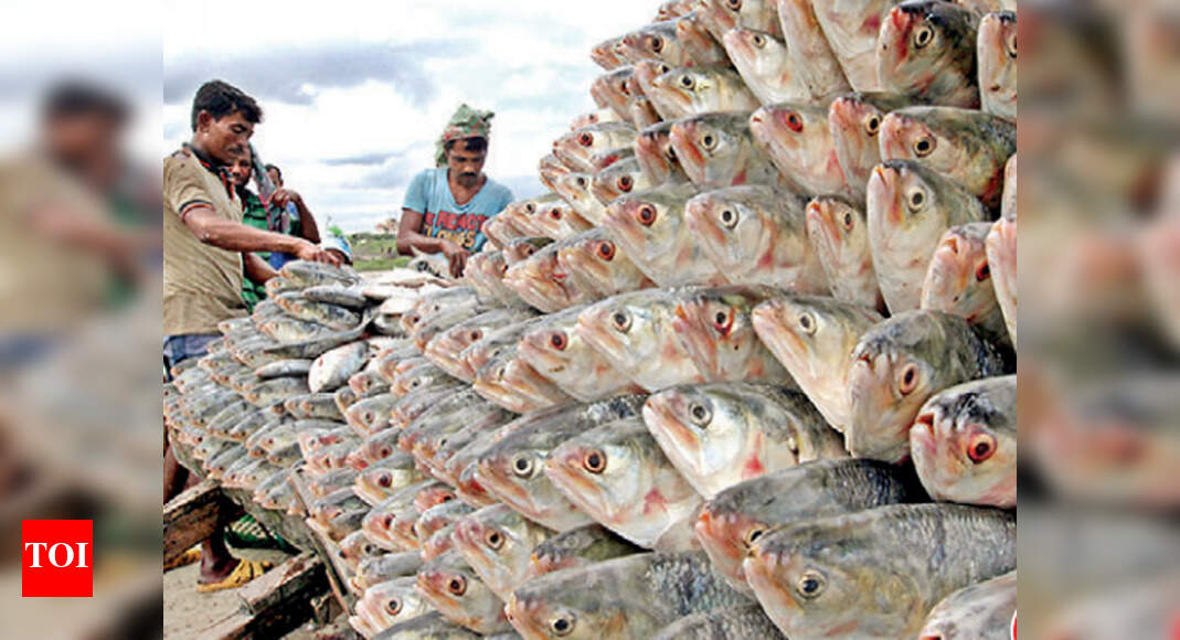 Hilsa changes route, migrates to Bangladesh waters | Kolkata News - The ...