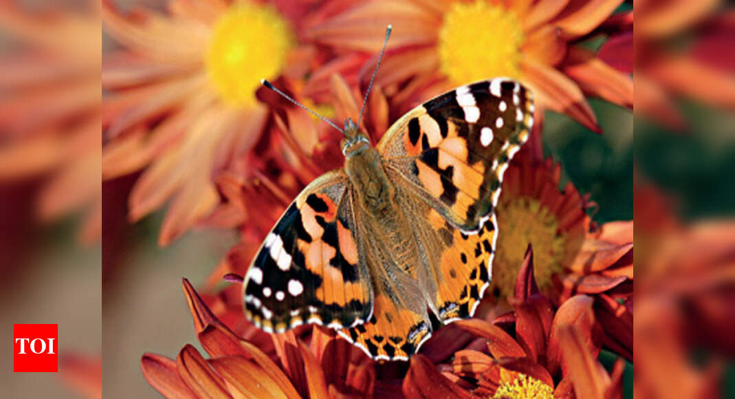 Insect everyone loves: Butterfly month ends with count in Delhi | Delhi ...