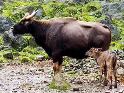August-born baby gaur is Bondla’s latest addition | Goa News - Times of ...