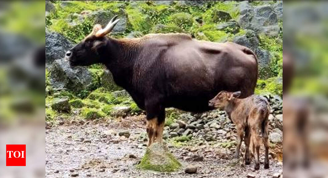 August-born baby gaur is Bondla’s latest addition | Goa News - Times of ...