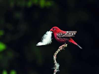 Strawberry finch spotted in Mysuru | Bengaluru News - Times of India