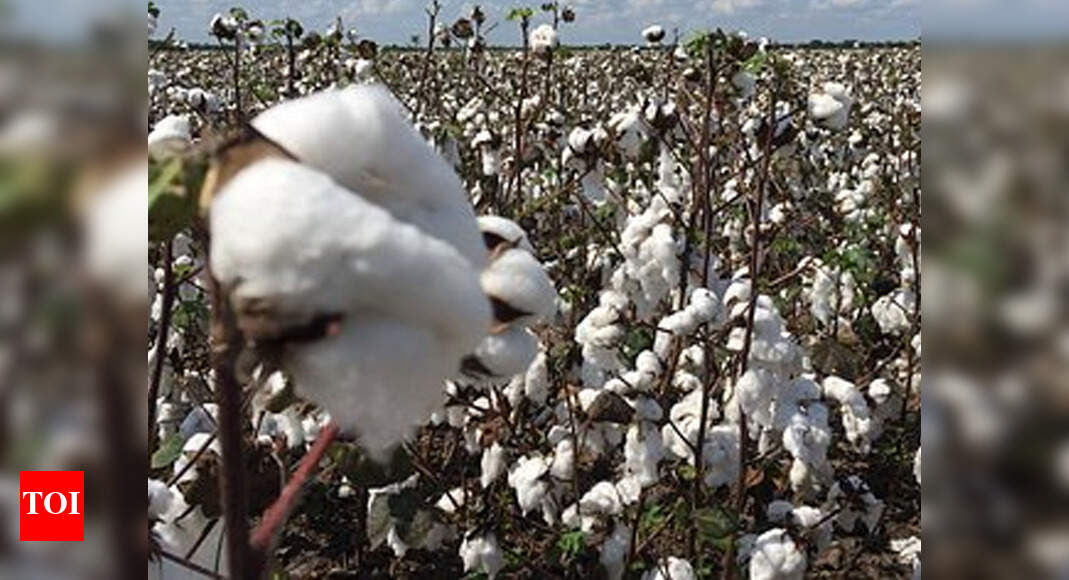 Cotton farmers worried as traders reluctant to offer higher rates ...