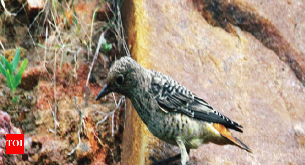 Twitchers cheer first sighting of rare bird in NCR | Gurgaon News ...
