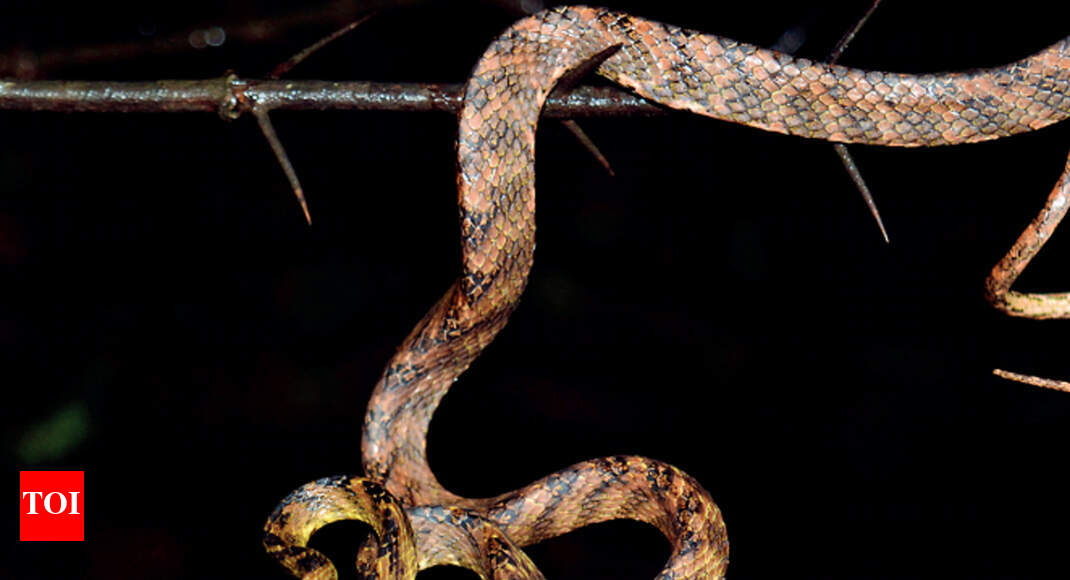 Newly discovered cat snake species named after Uddhav Thackeray’s son ...