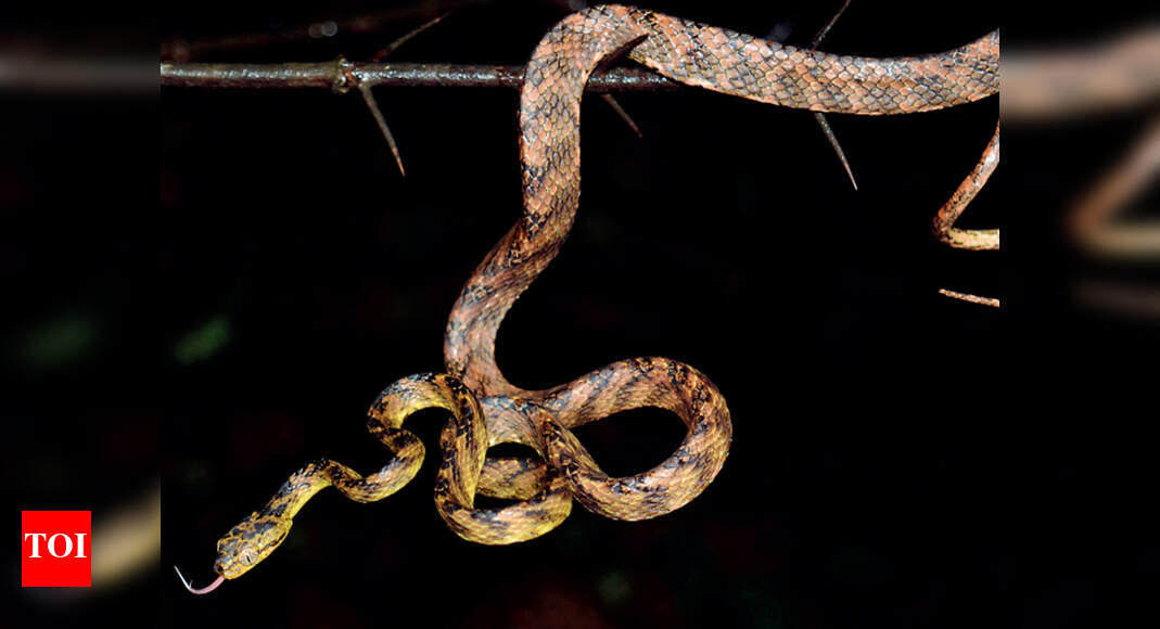 Newly discovered cat snake species named after Uddhav Thackeray’s son ...
