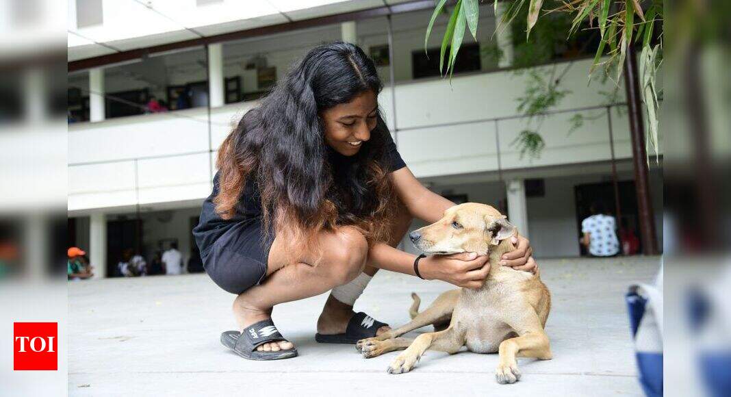 AMC, NGOs collaborate to protect strays - Times of India