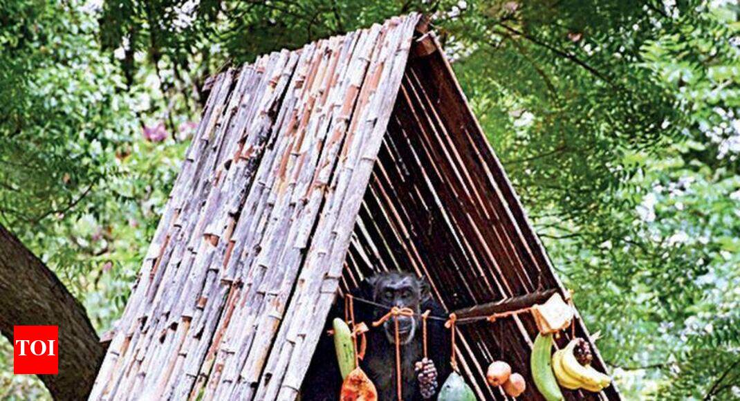 Naughty Suzi goes berserk, attacks Nehru zoo gardener | Hyderabad News ...