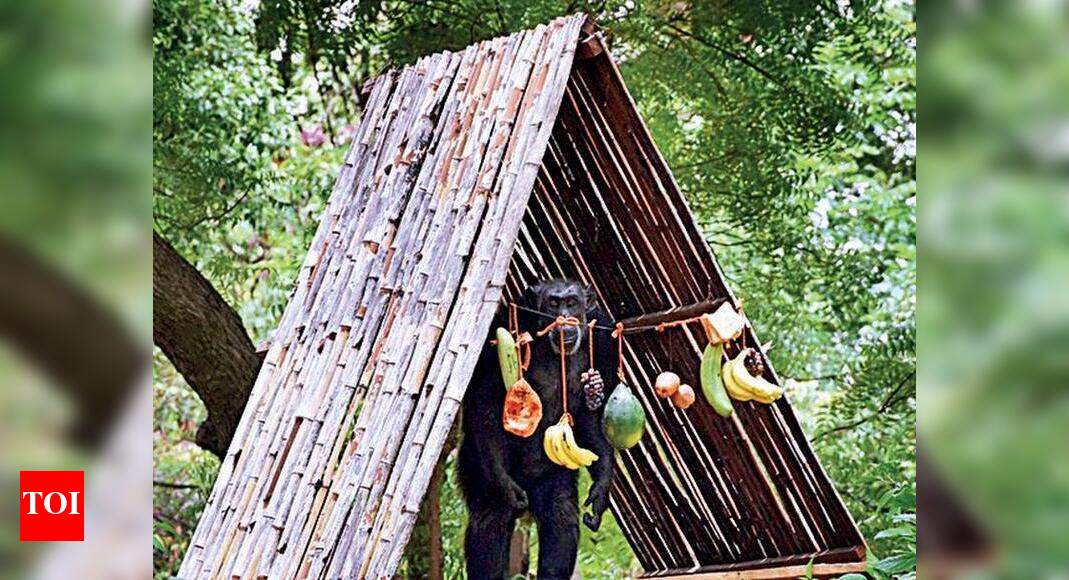 Naughty Suzi goes berserk, attacks Nehru zoo gardener | Hyderabad News ...