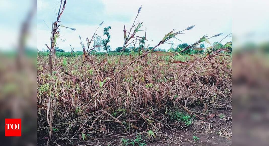 Around 75% crop damaged due to excess rain: RC Faldu | Rajkot News ...