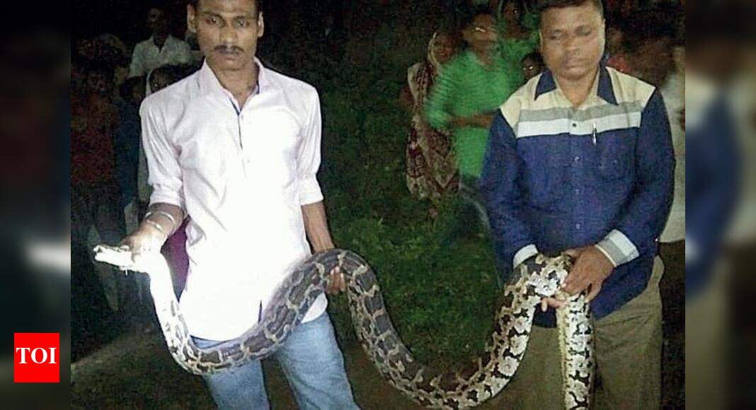 Python swallows a cat in Waghodia village | Vadodara News - Times of India