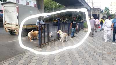 dog poop on foot path - Times of India