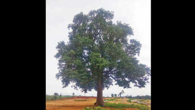 Road alignment altered to save 300-yr-old tree in Bengaluru district ...