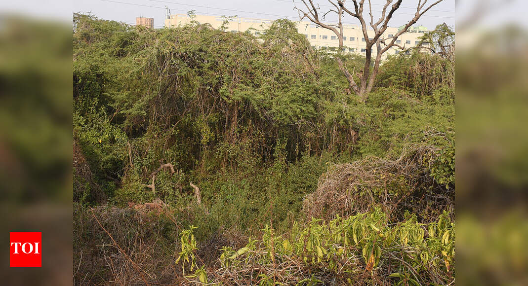 10-year management plans for Delhi forests in works | Delhi News ...