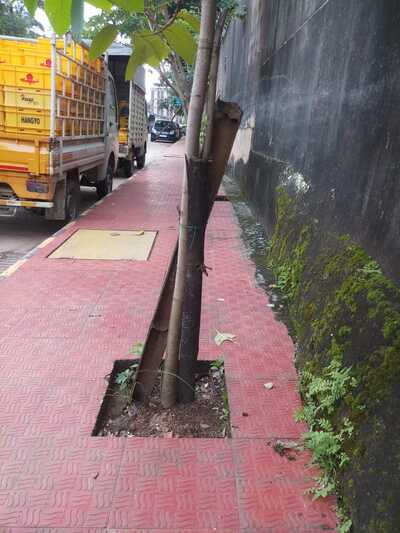 Green conundrum - Times of India