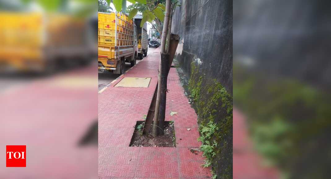 Green conundrum - Times of India