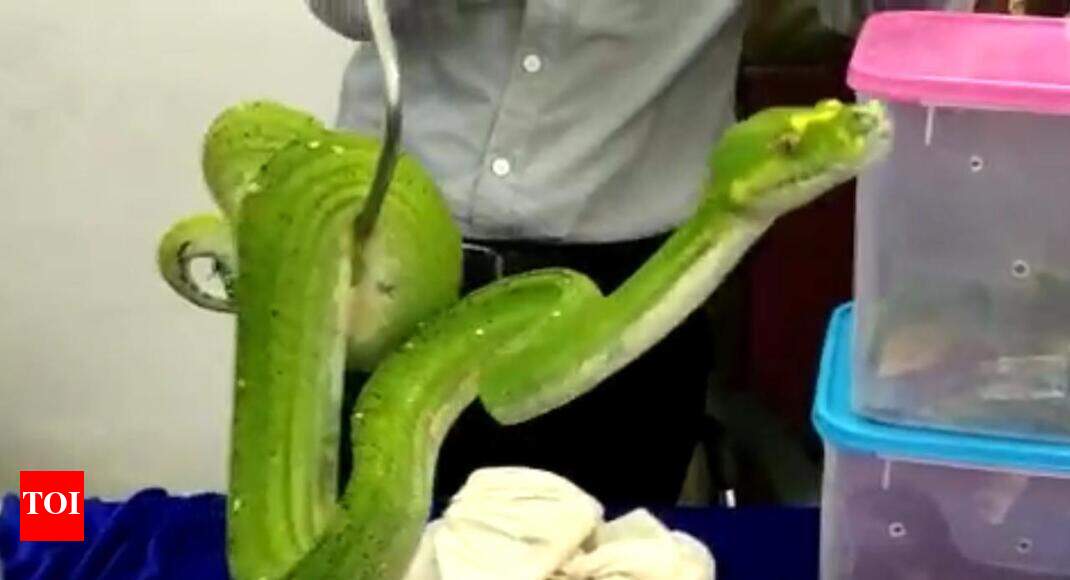 Exotic pythons, reptiles seized from two passengers at Chennai airport ...