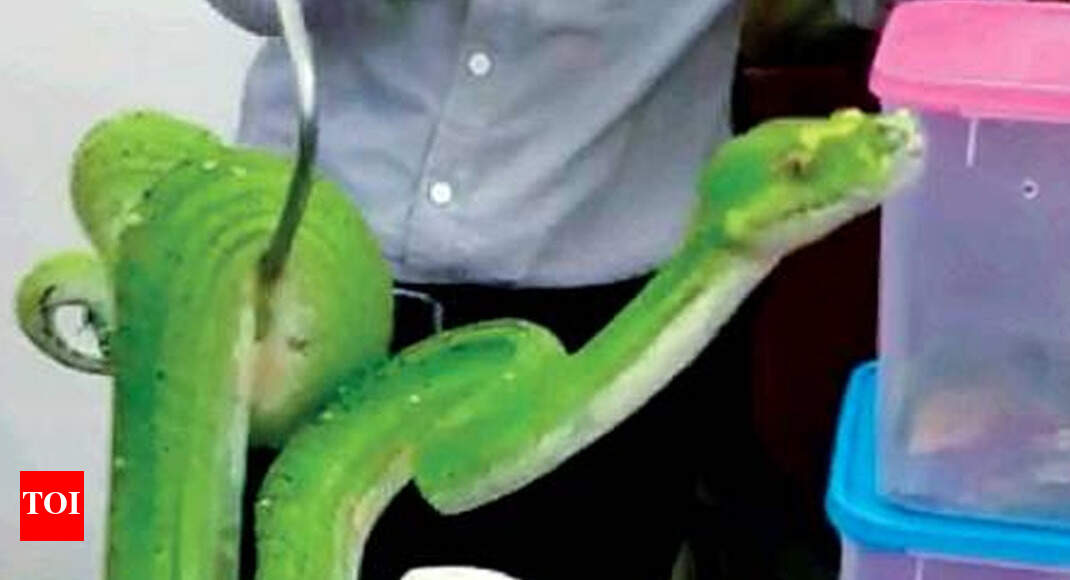 Chennai: Juvenile pythons, lizards seized at airport, two held ...
