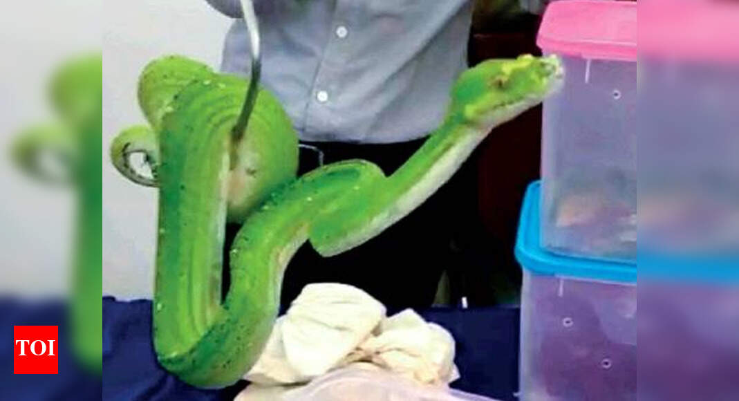Chennai: Juvenile pythons, lizards seized at airport, two held ...