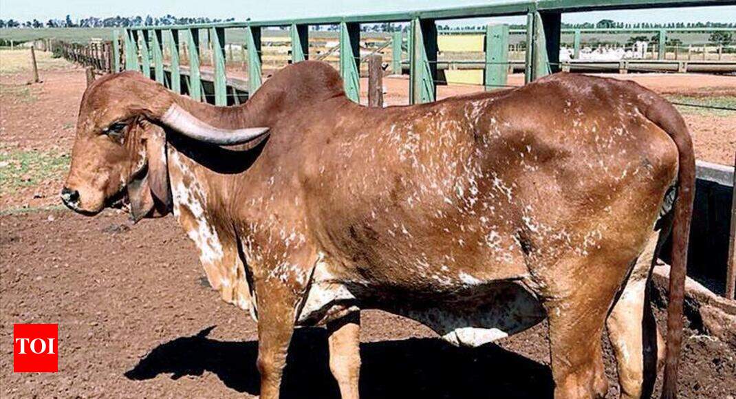 Centre to import Gir bull semen from Brazil: Breeders | Rajkot News ...