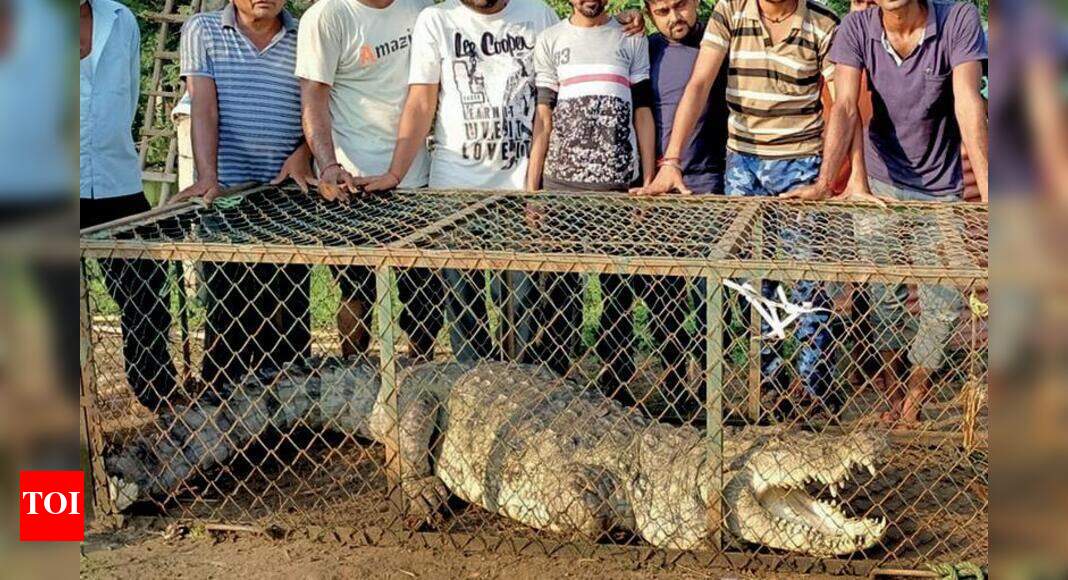 13-foot crocodile rescued from Dumad | Vadodara News - Times of India
