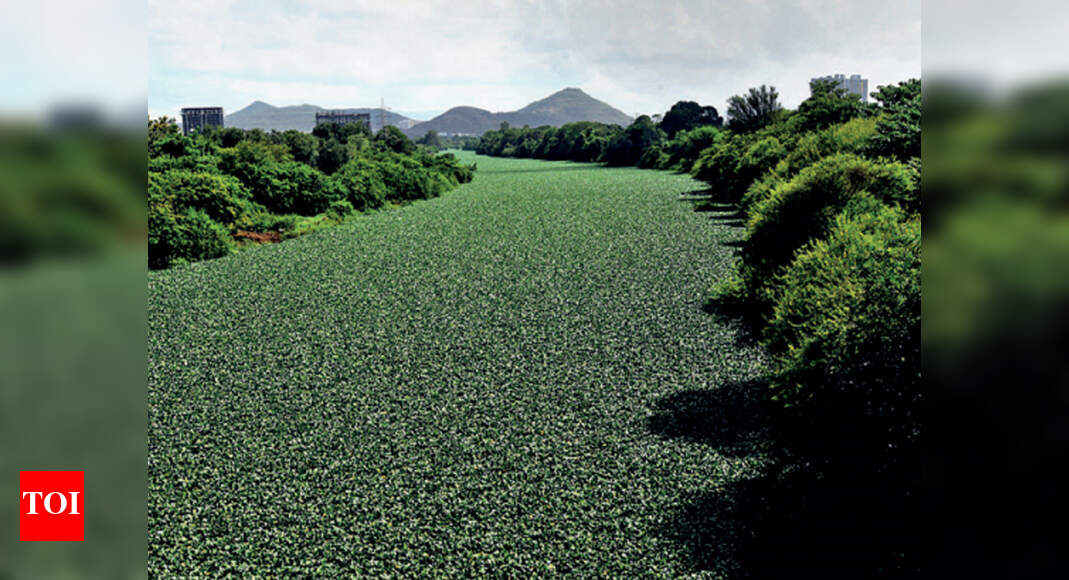 Pune: Pavana river clean-up should be top priority | Pune News - Times ...