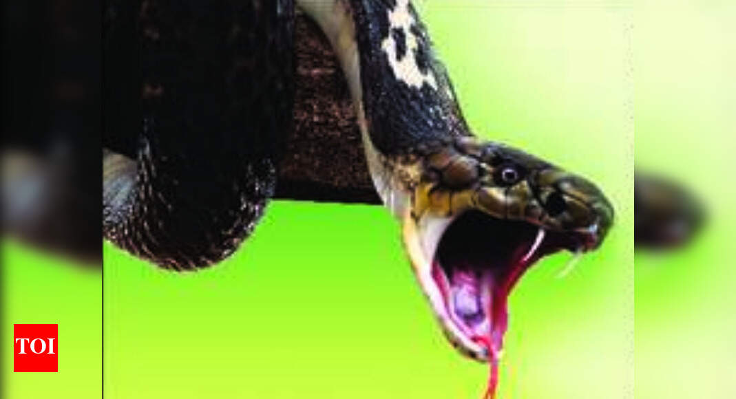 7-day course on reptiles slithers its way into Goa University | Goa ...