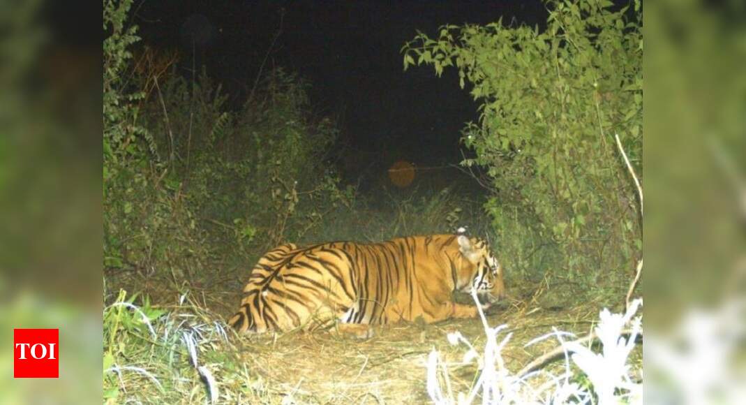 Karnataka: How the elusive tiger was captured after 5-day dramatic ...