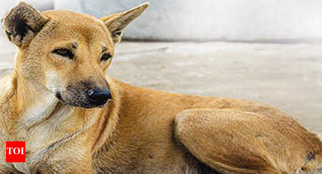 Stray dogs in south Delhi to roam in coloured collars | Delhi News ...
