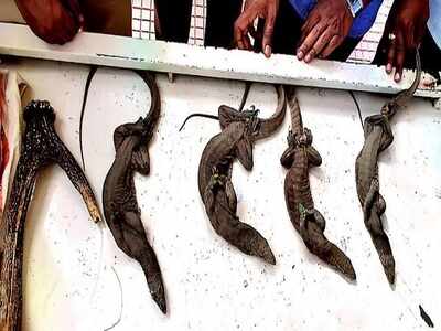 Bengaluru: Monitor lizards rescued from a village in Anekal | Bengaluru ...