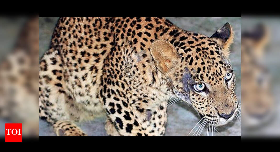 Paralyzed leopard recovers at Manikdoh, walks into the wild | Pune News ...
