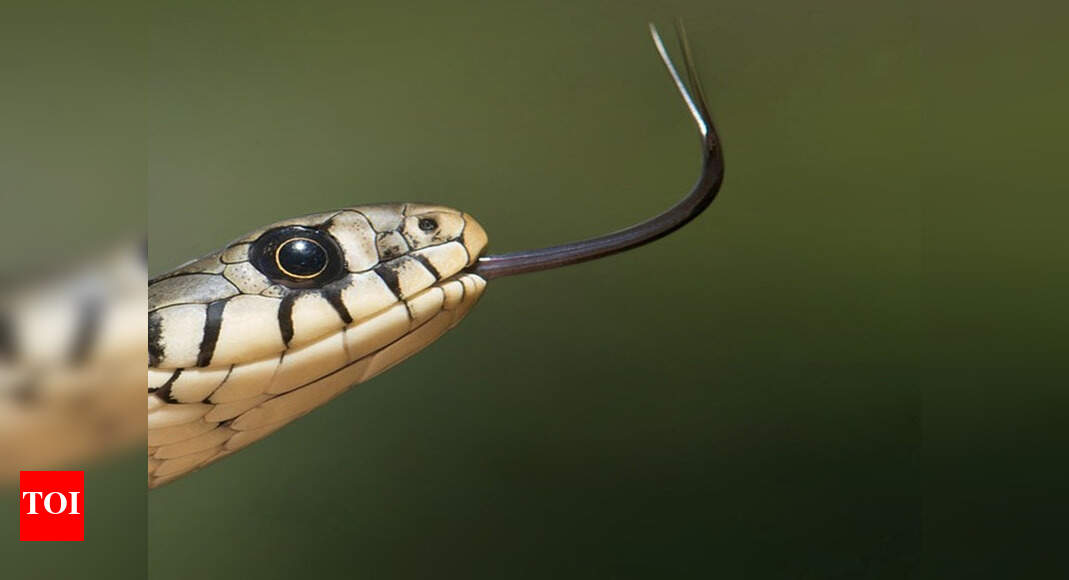 Onset of monsoon increases cases of snake bites | Madurai News - Times ...