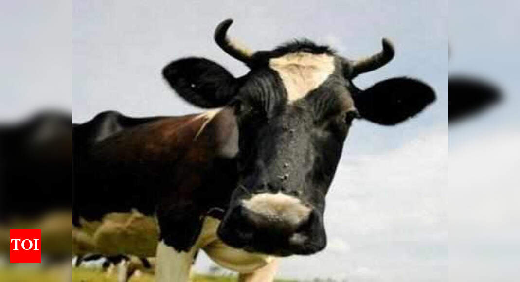 Ahmedabad: Indian cows to moo in America | Ahmedabad News - Times of India