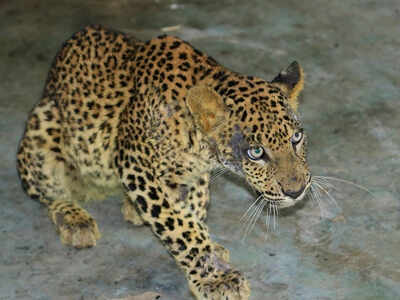 Paralysed leopard cub recovers at Manikdoh leopard rescue centre | Pune ...