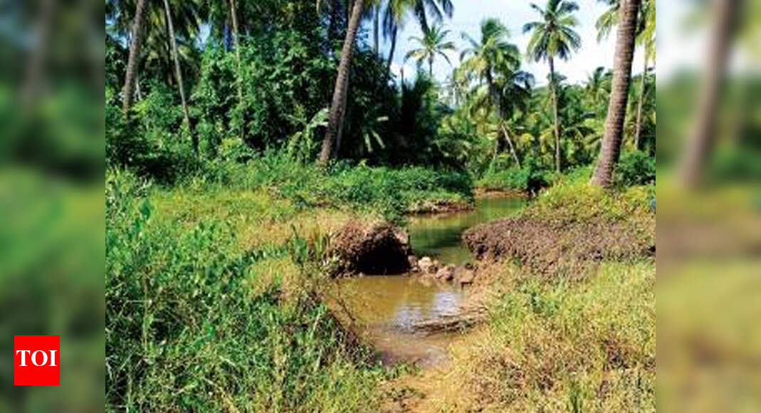 Farmers stare at loss after river embankment collapses | Goa News ...