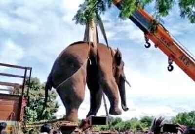 Wild elephant that attacked two men caught near tiger reserve, shifted ...