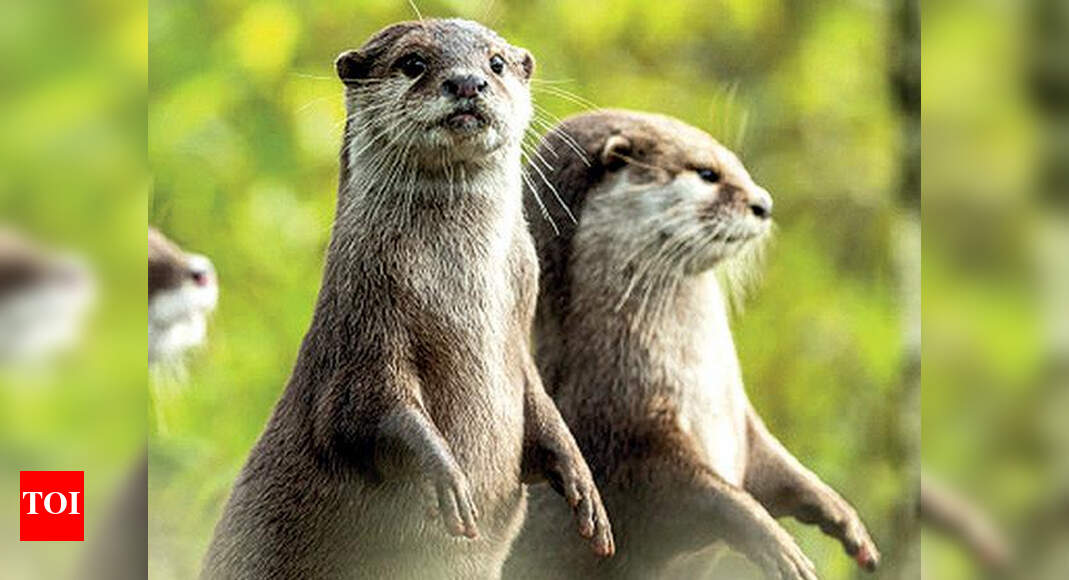 Fishermen to be compensated for saving smooth-coated otters | Surat ...