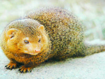 Huge cache of mongoose fur seized in joint raids in Bijnor, 26 arrested ...